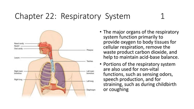 Basic ap chapter 22 powerpoint 2017 | PPT