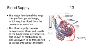 Basic ap chapter 22 powerpoint 2017 | PPT