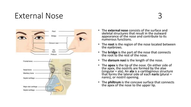 Basic ap chapter 22 powerpoint 2017 | PPT