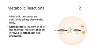Basic ap chapter 24 powerpoint 2017 | PPTX
