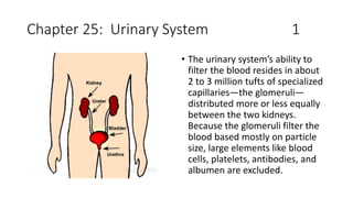 Basic ap chapter 25 powerpoint 2017 | PPT