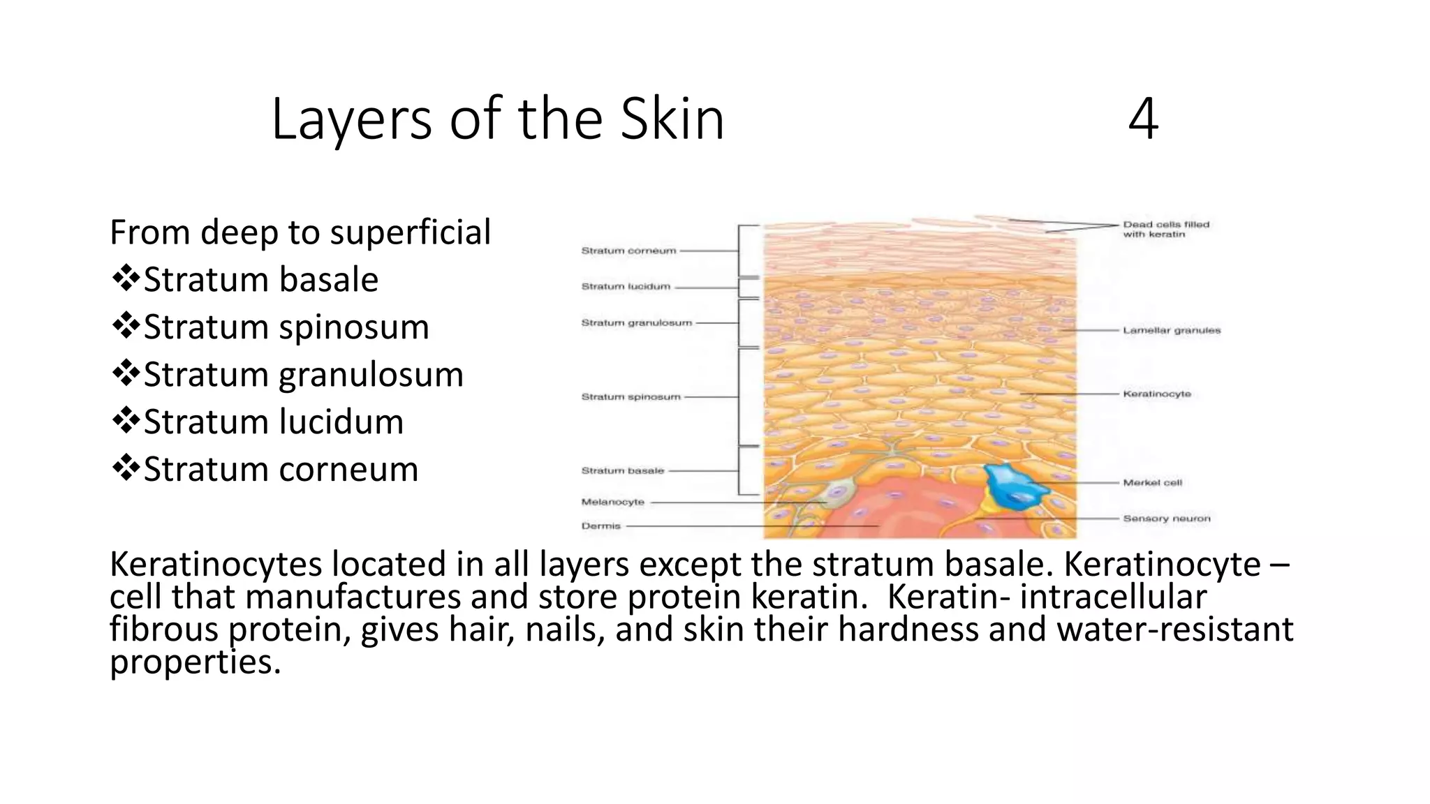 Basic ap chapter 5 powerpoint 2017 | PPTX
