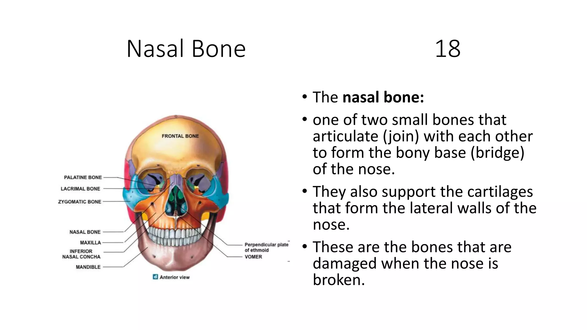 Basic ap chapter 7 powerpoint 2017 | PPTX