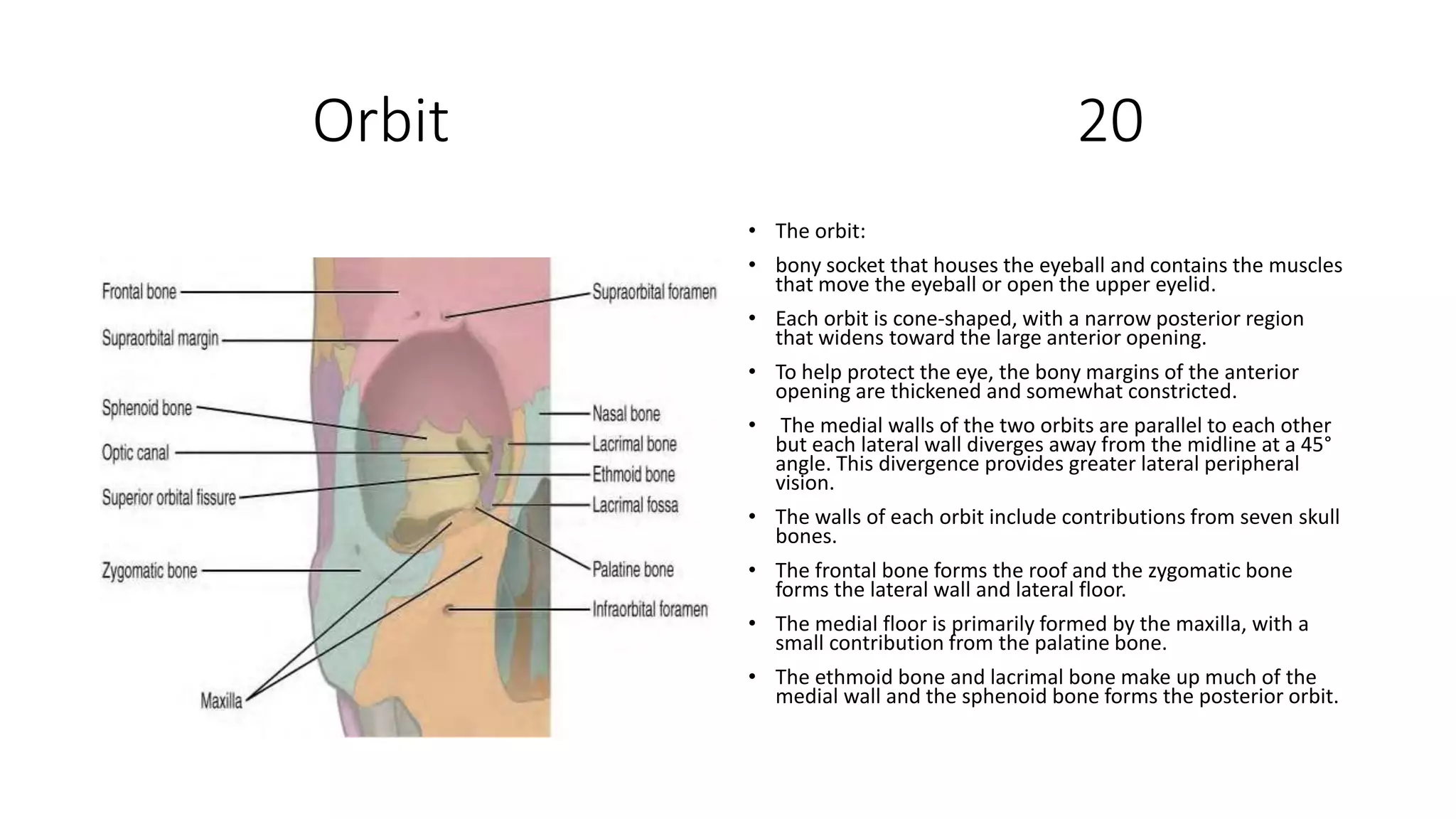 Basic ap chapter 7 powerpoint 2017 | PPTX