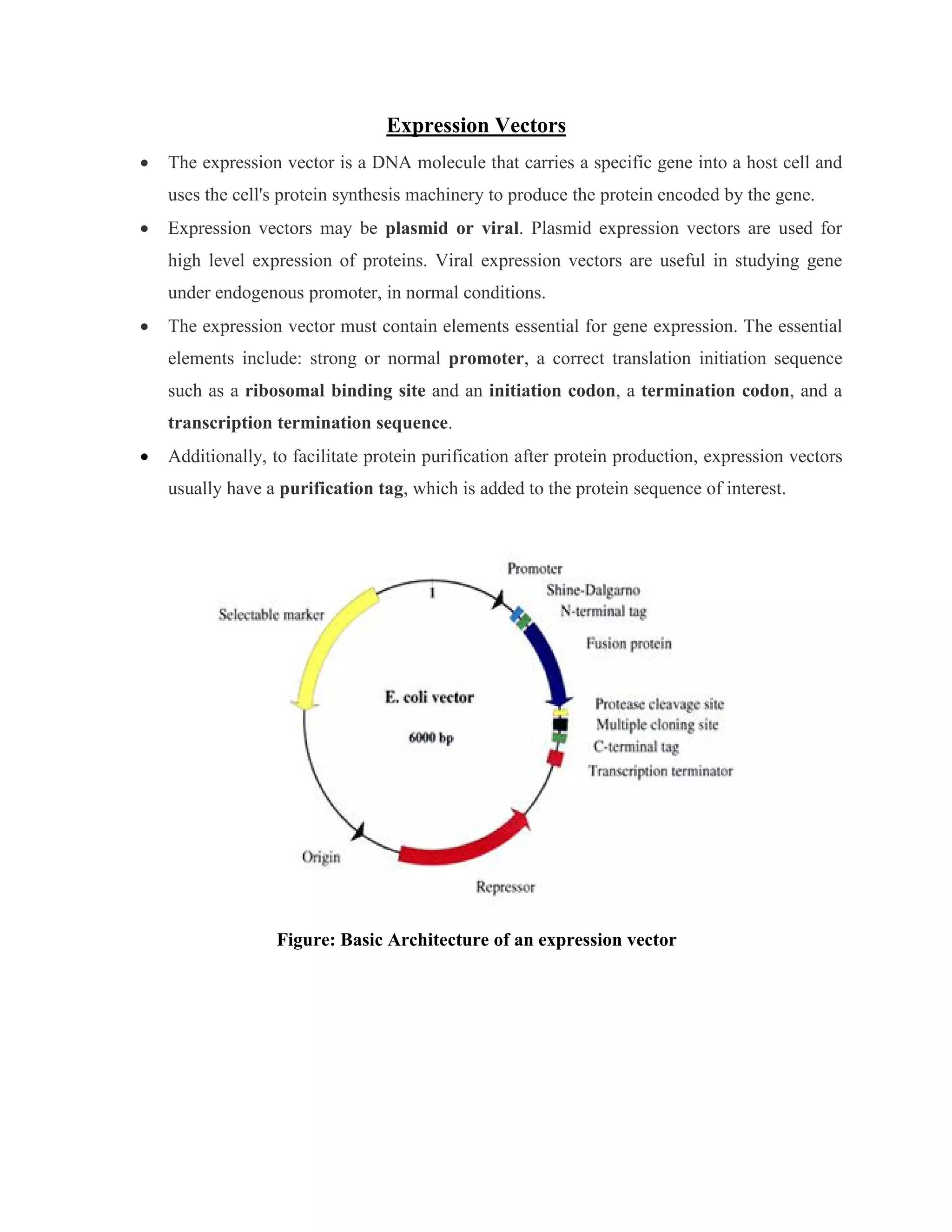Basic architecture of expression vectors | PDF