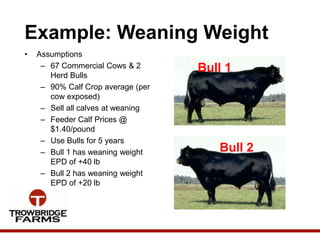 Basic beef genetics | PPTX