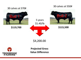 Basic beef genetics | PPT | Free Download