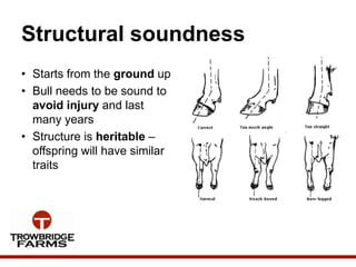 Basic beef genetics | PPT