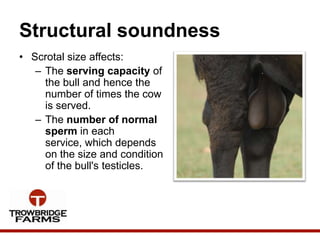 Basic beef genetics | PPT