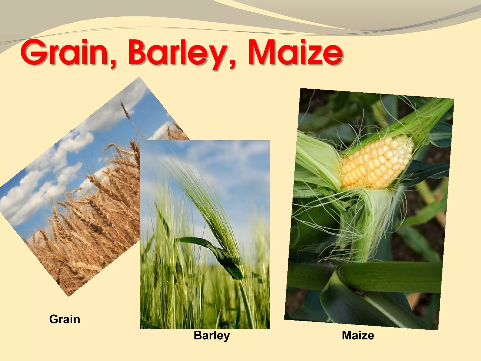 Basic beverage knowledge heru | PPT