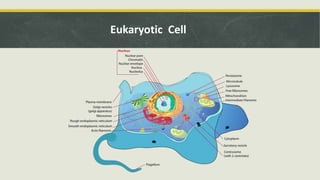 Basic Biocomputing | PPT
