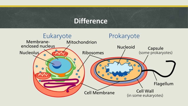 Basic Biocomputing | PPT