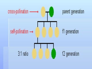 Basic Biological Concepts & Basic Genetics | PPT