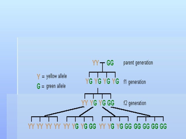 Basic biological concepts & basic genetics | PPT
