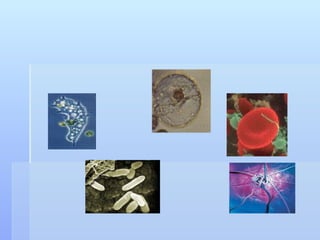 Basic biological concepts & basic genetics | PPT