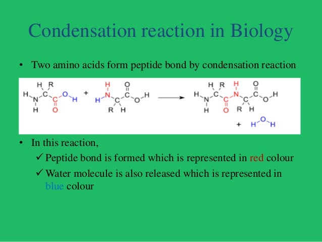 Amino Acid Condensation Reaction Mechanism