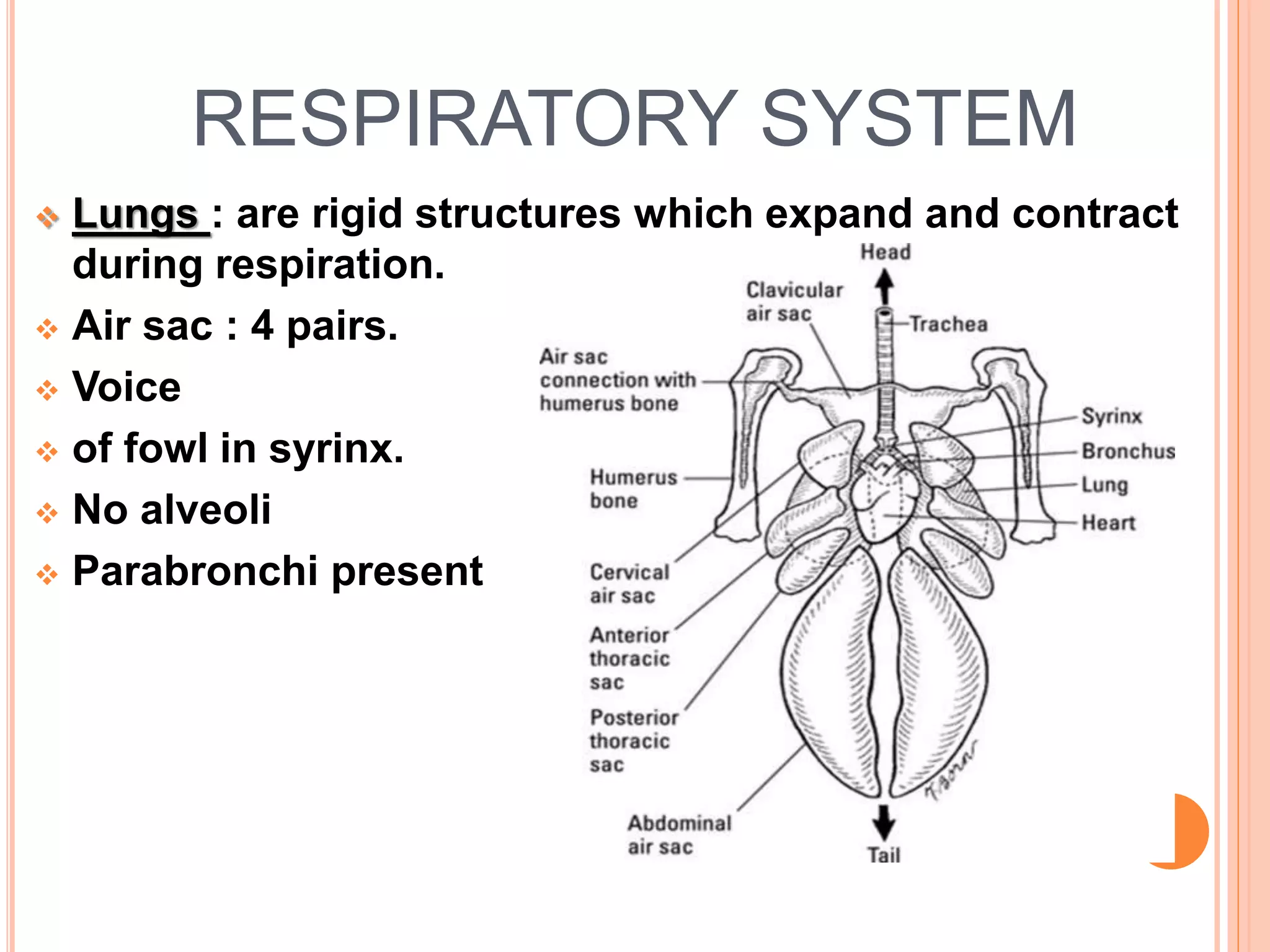 Basic biology of chicken | PPTX