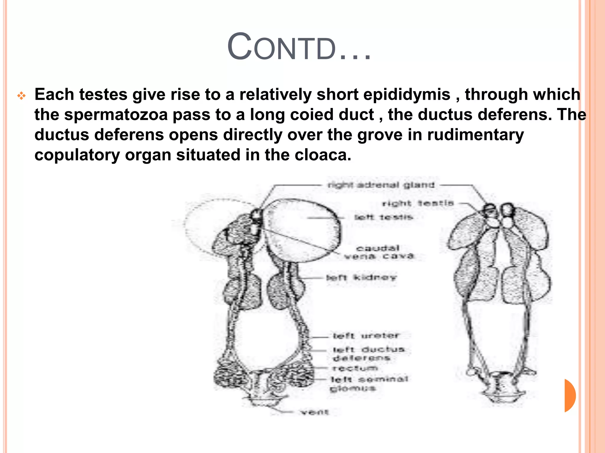 Basic biology of chicken | PPTX