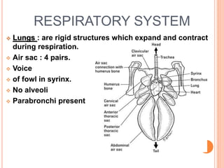 Basic biology of chicken | PPTX