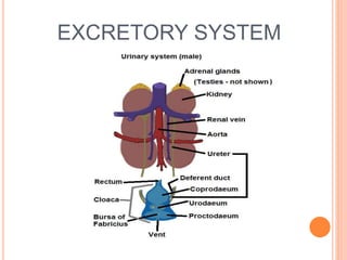 Basic biology of chicken | PPTX