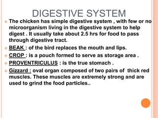 Basic biology of chicken | PPTX