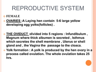 Basic biology of chicken | PPTX