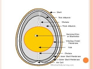 Basic biology of chicken | PPTX