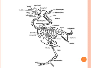 Basic biology of chicken | PPTX