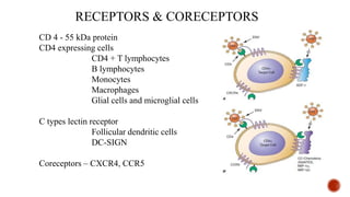 BASIC BIOLOGY OF HIV | PPTX