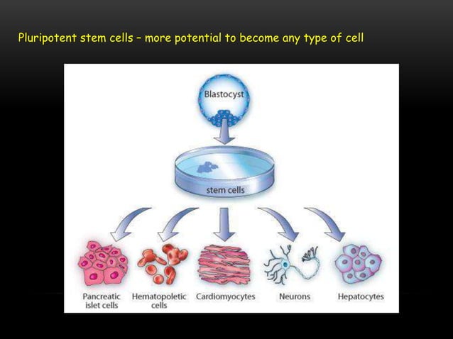 Basic biology of stem cells | PPTX