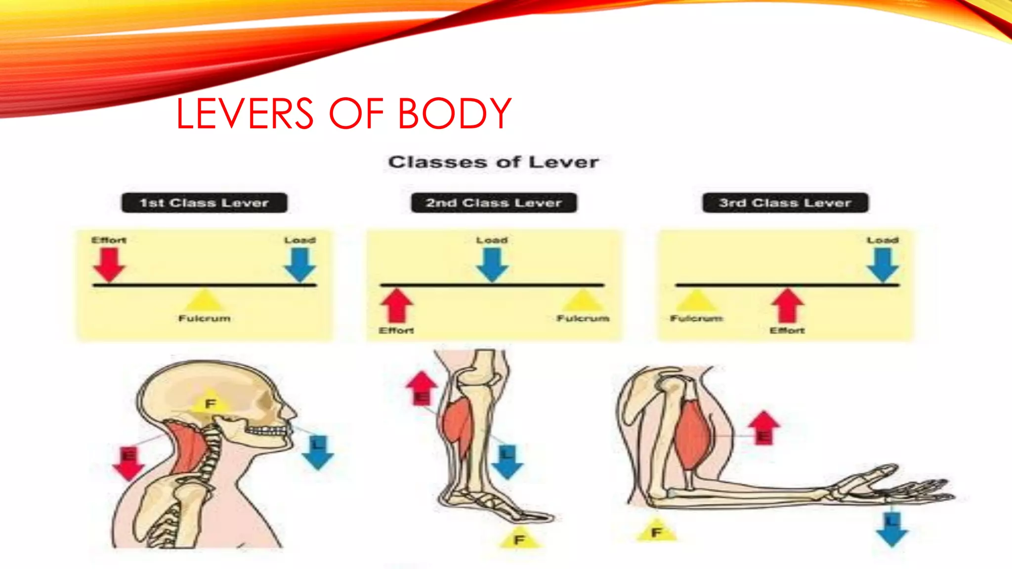 Basic biomechanics.pdf