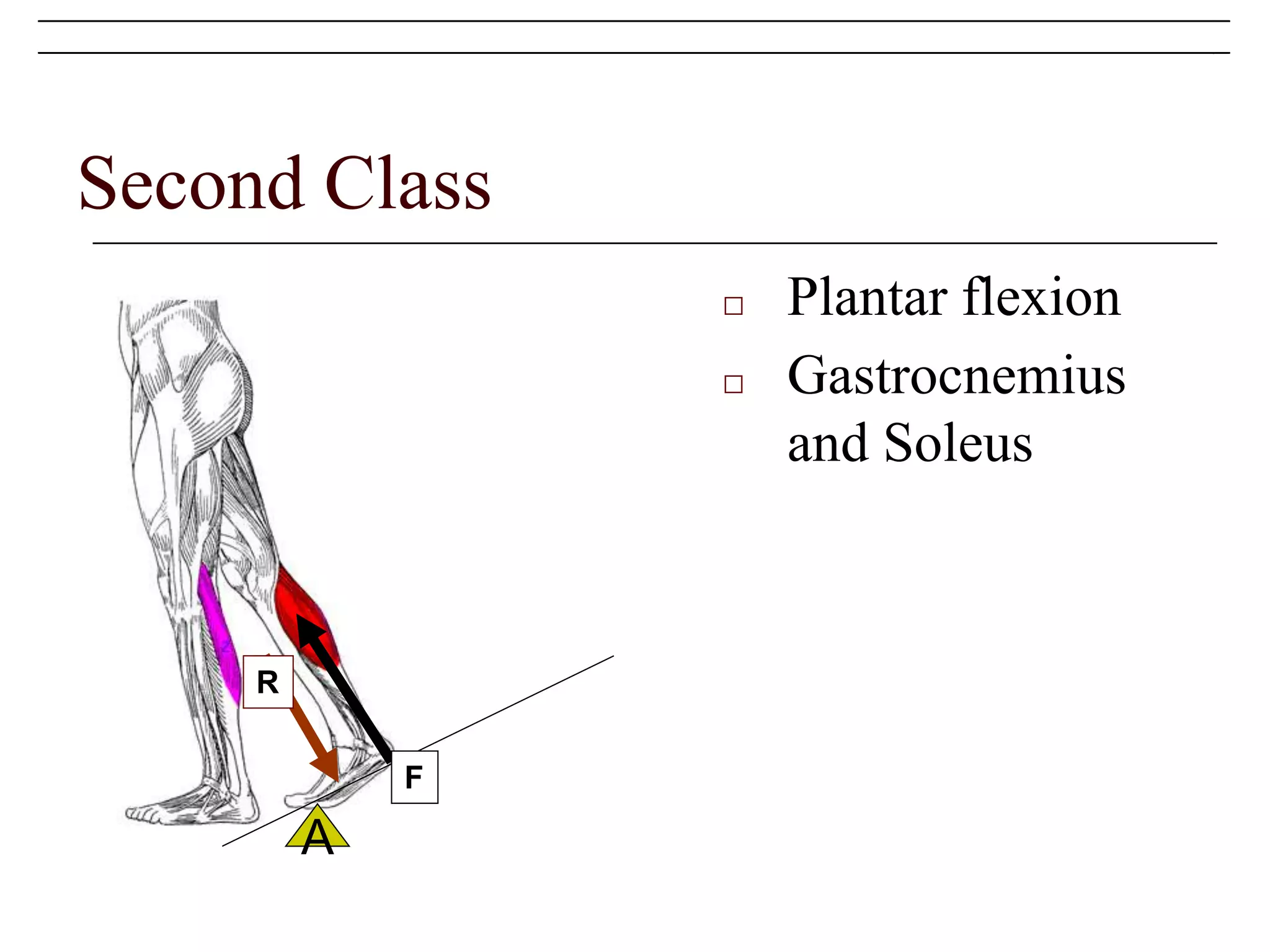 basic biomechanics levers.pptx