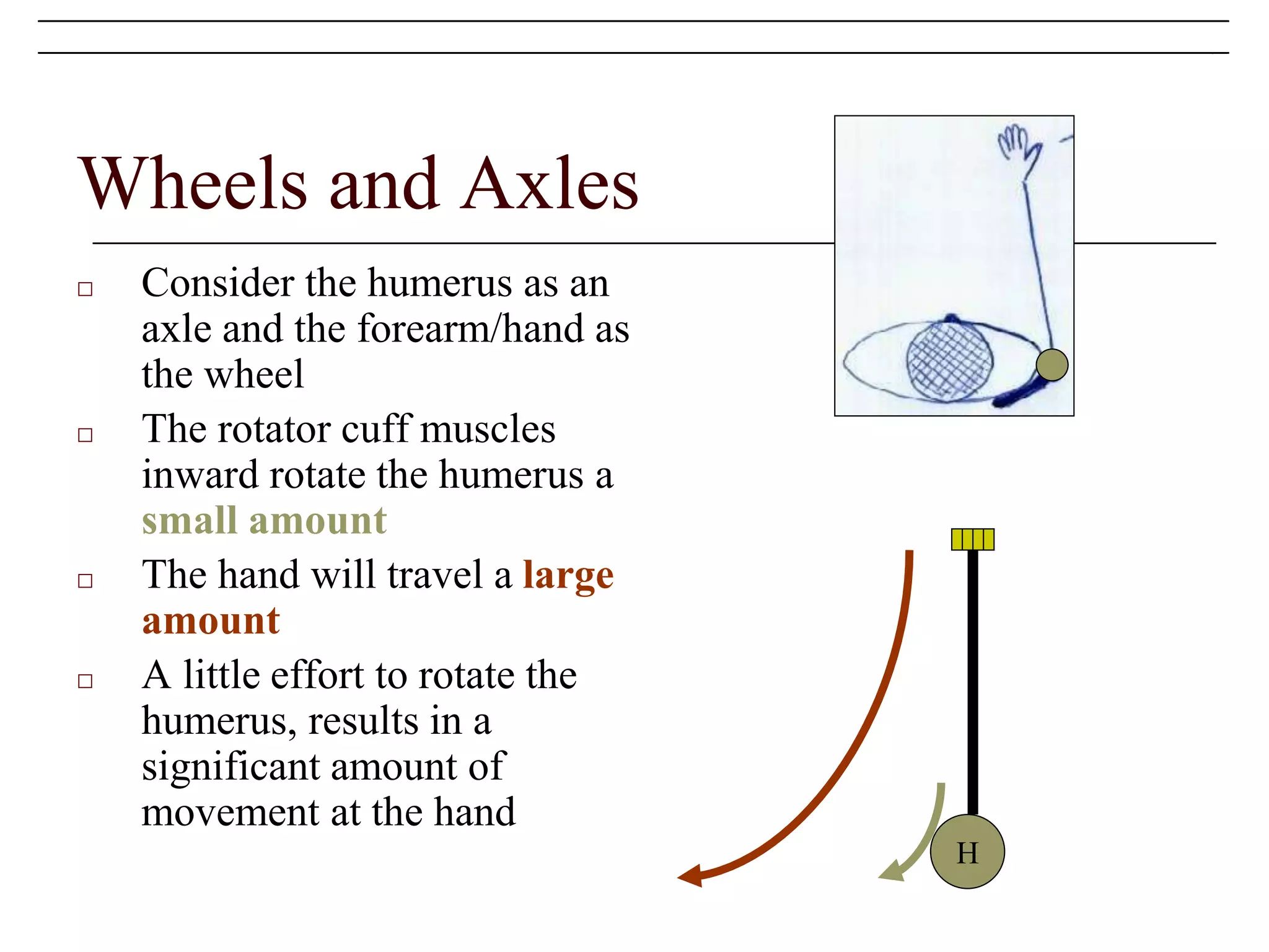 basic biomechanics levers.pptx