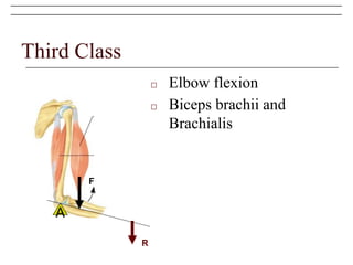 basic biomechanics levers.pptx