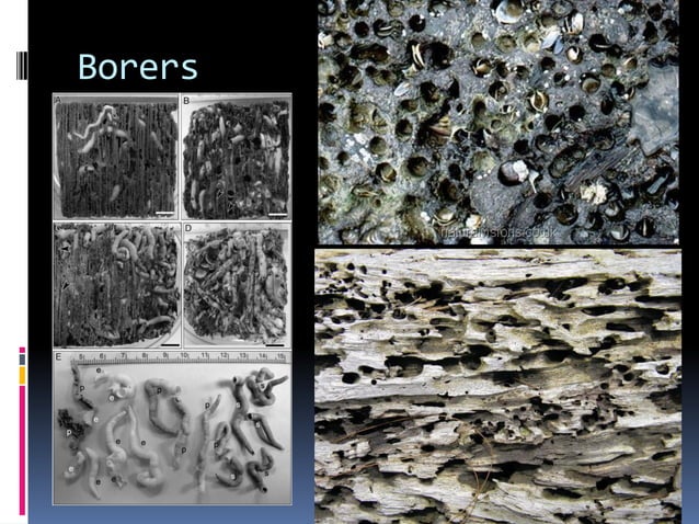 Basic boat building techniques: A Fisheries Science | PDF