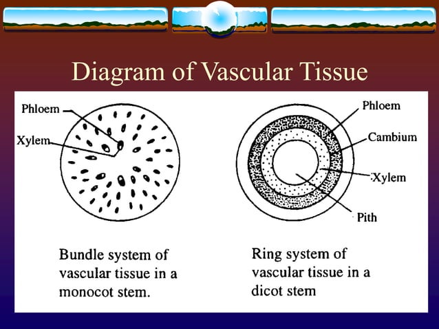 Basic_Botany.ppt