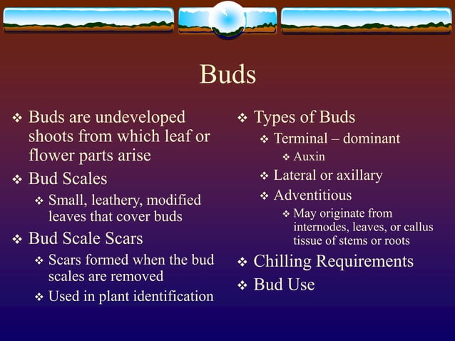 Basic_Botany.ppt