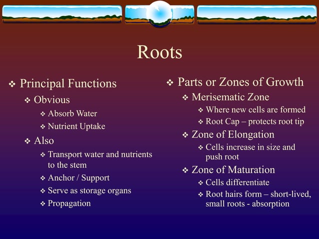 Basic_Botany.ppt