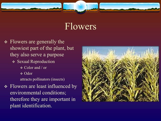 Basic_Botany.ppt