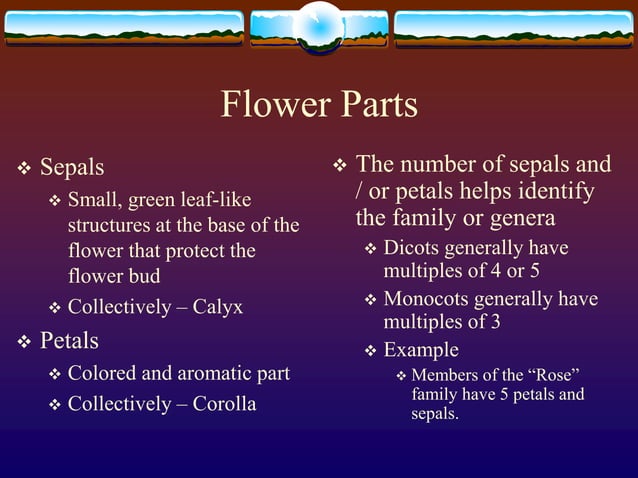Basic_Botany.ppt