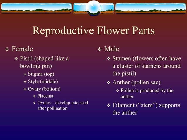 Basic_Botany.ppt