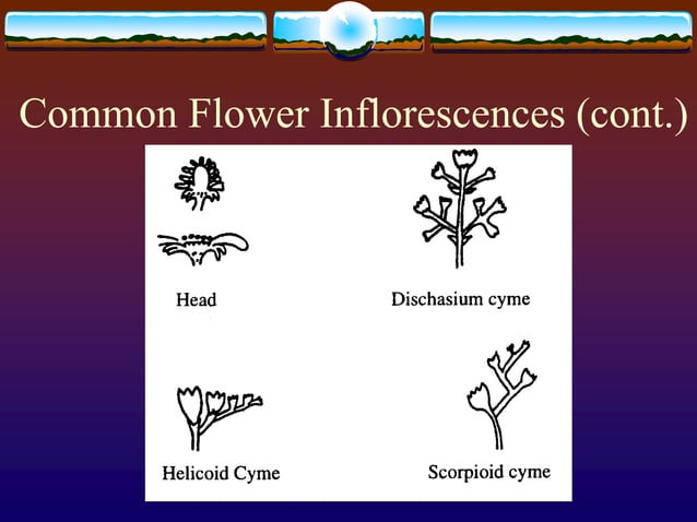 Basic_Botany.ppt