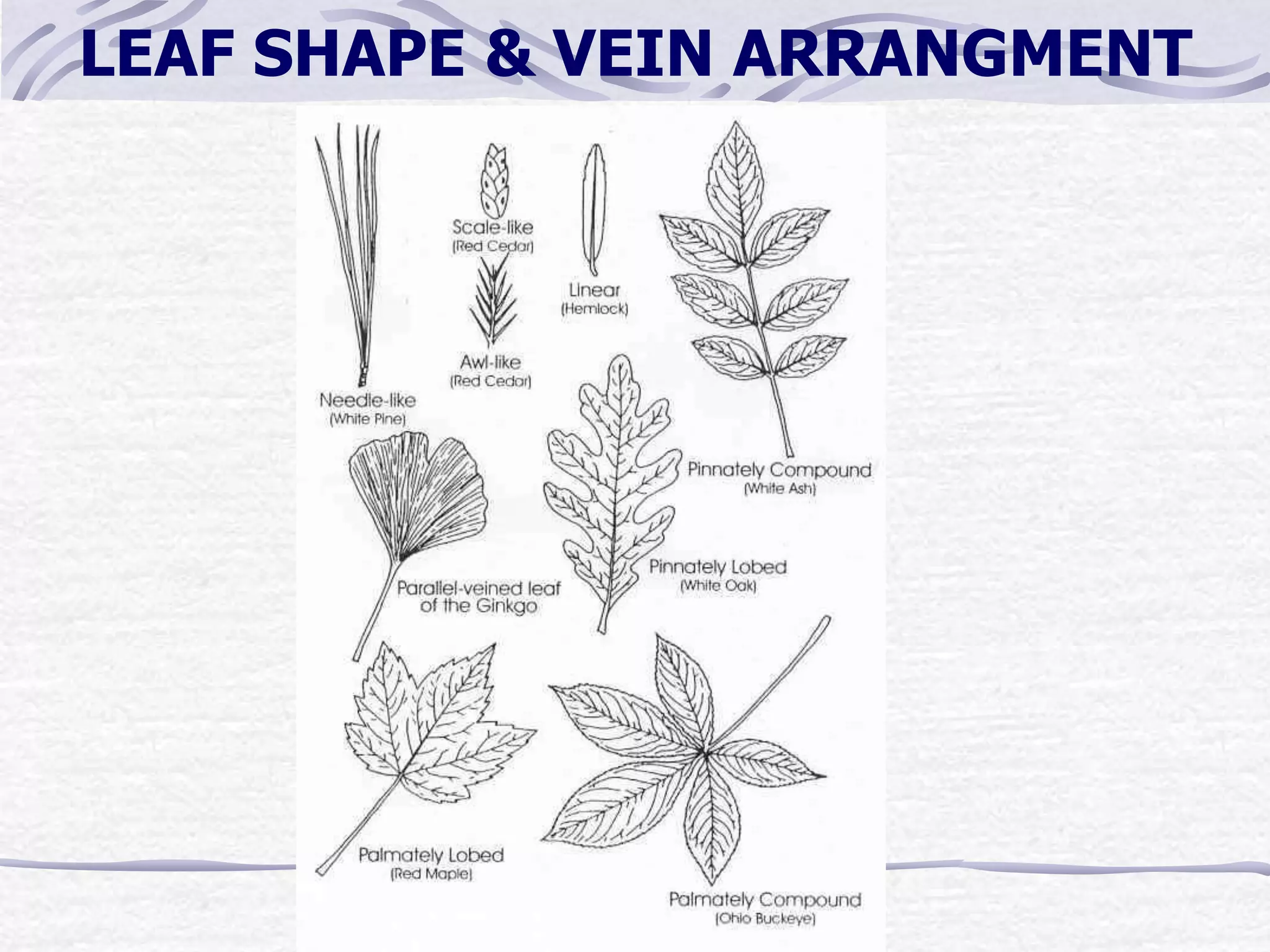 Basic_Botany_and_Plant_ Pathology_(script).ppt | Gardening | Home & Garden