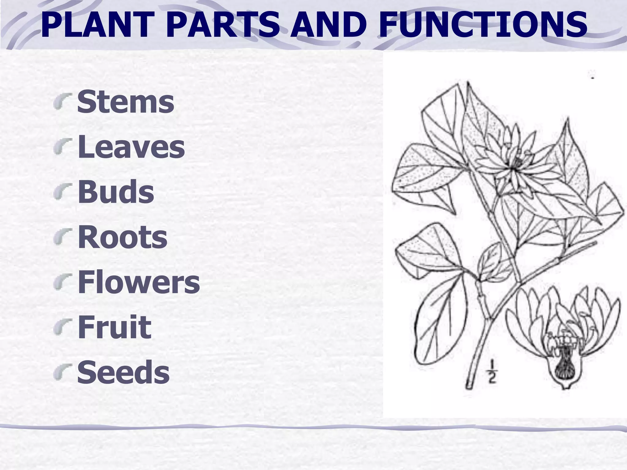 Basic_Botany_and_Plant_ Pathology_(script).ppt