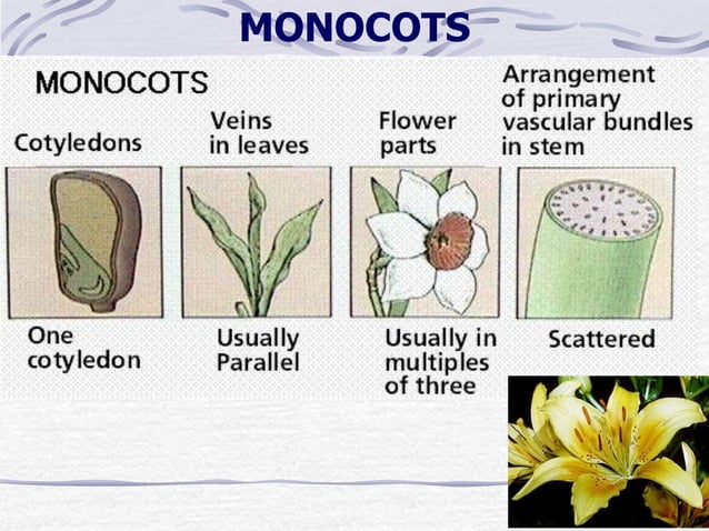 Basic_Botany_and_Plant_ Pathology_(script).ppt | Gardening | Home & Garden