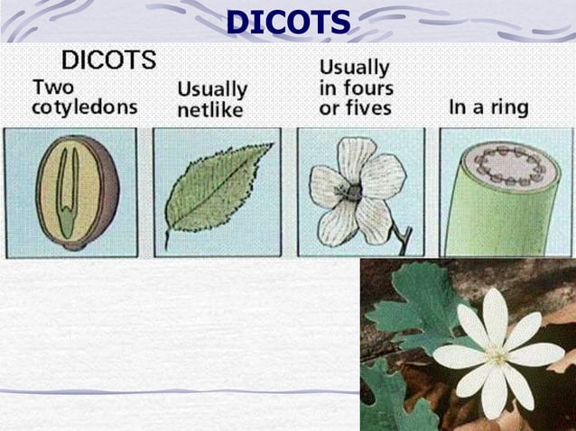 Basic_Botany_and_Plant_ Pathology_(script).ppt | Gardening | Home & Garden