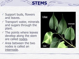 Basic_Botany_and_Plant_ Pathology_(script).ppt