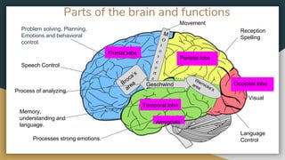 EDUC 553: Basic brain structure and functions (1) | PPTX