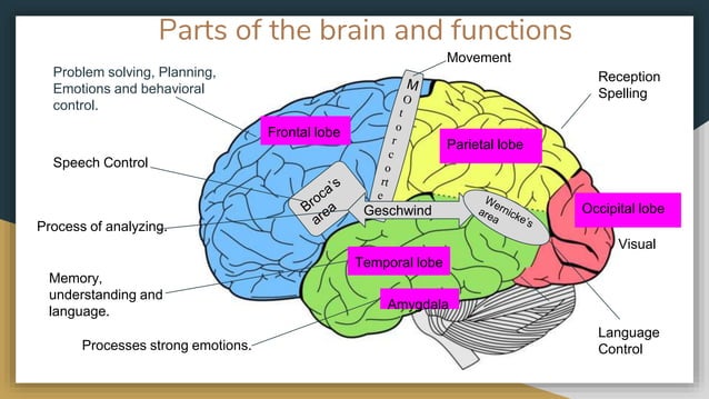 EDUC 553: Basic brain structure and functions (1) | PPT
