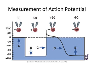 Basic Cardiac Electrophysiology and ECG Concepts_20120916_南區 | PPT
